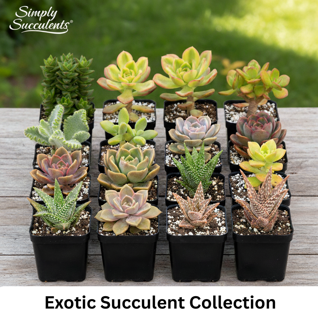 Simply Succulents AZ